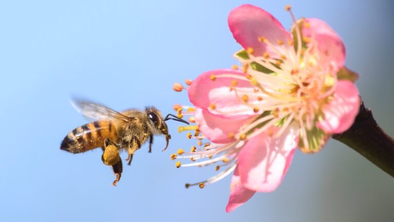 5 sorprendentes beneficios del polen de abeja para los hombres que ...