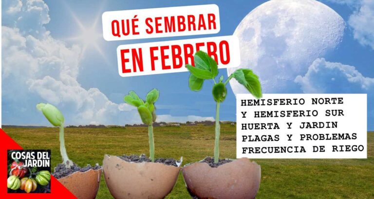 7 beneficios sorprendentes del té de hojas de neem: ¡Descubre sus ...