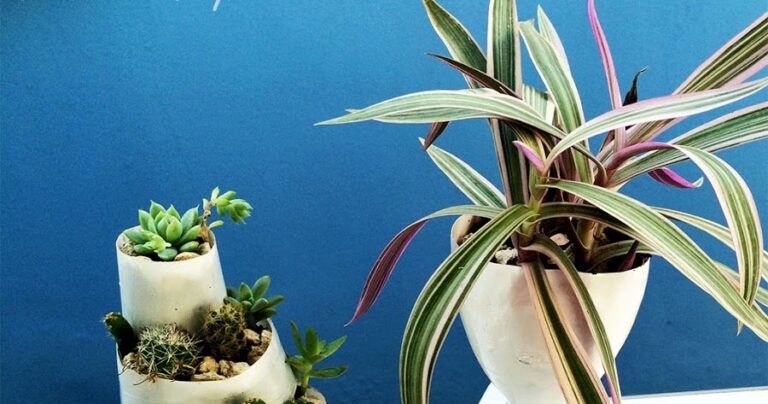 7 beneficios sorprendentes del ajo rey y con ortiga que debes conocer ...